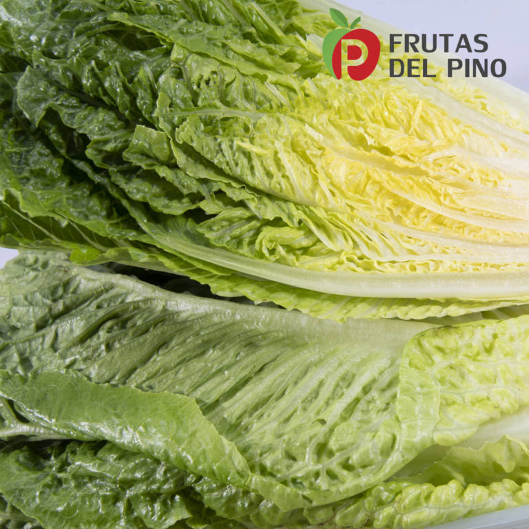 Lechuga Cogollos - Frutas Frutasdelpino